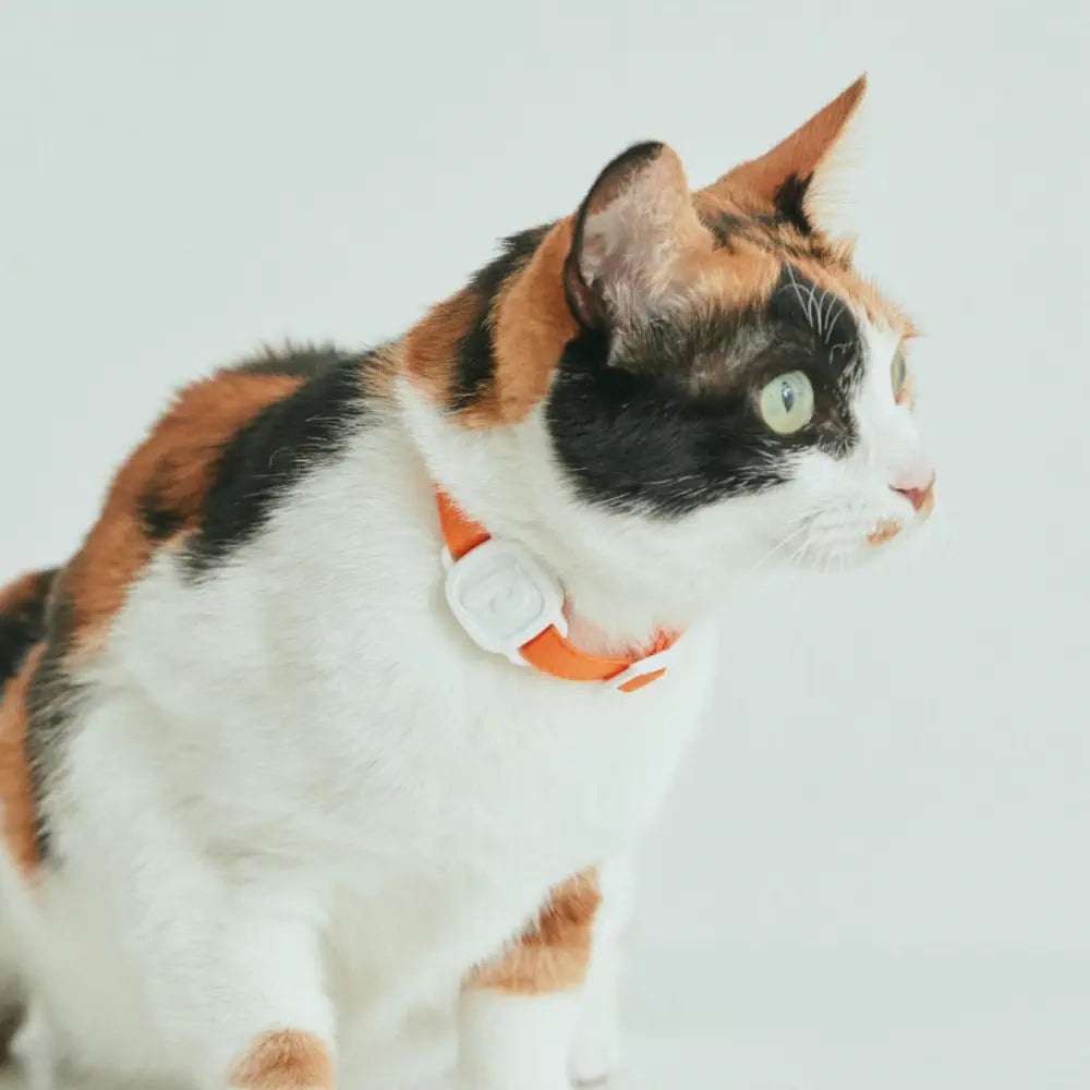 smart cat collar